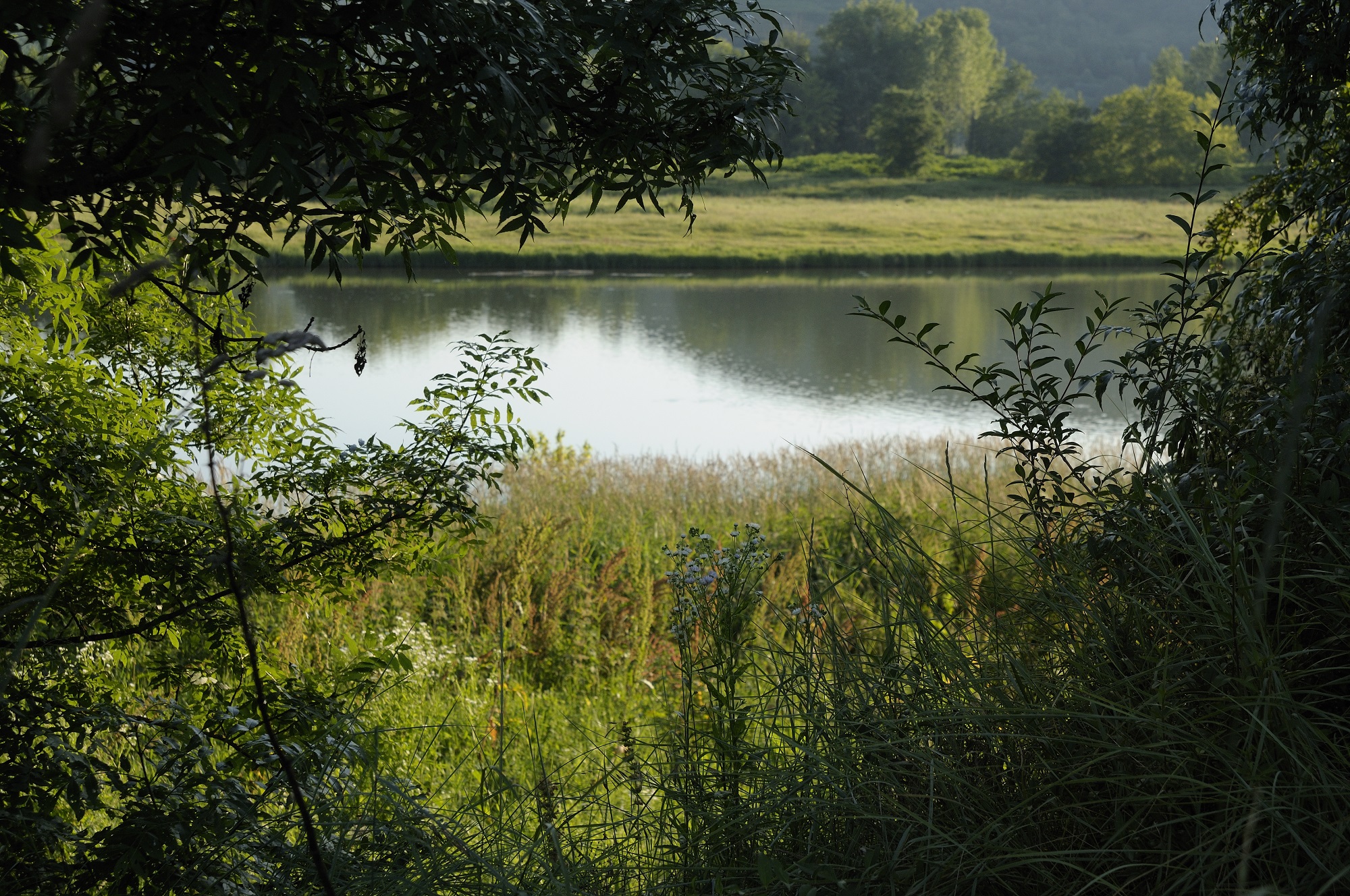 Réserve naturelle de l'Ile de la Platière | Office de Tourisme Entre ...